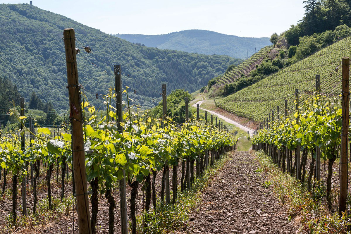 Deutschland- Weinstrecke "Hier finden Sie deutsche Weine"